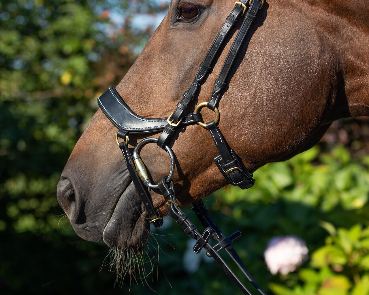 Zaumzeug Reiten QHP Devi QHP | Decathlon