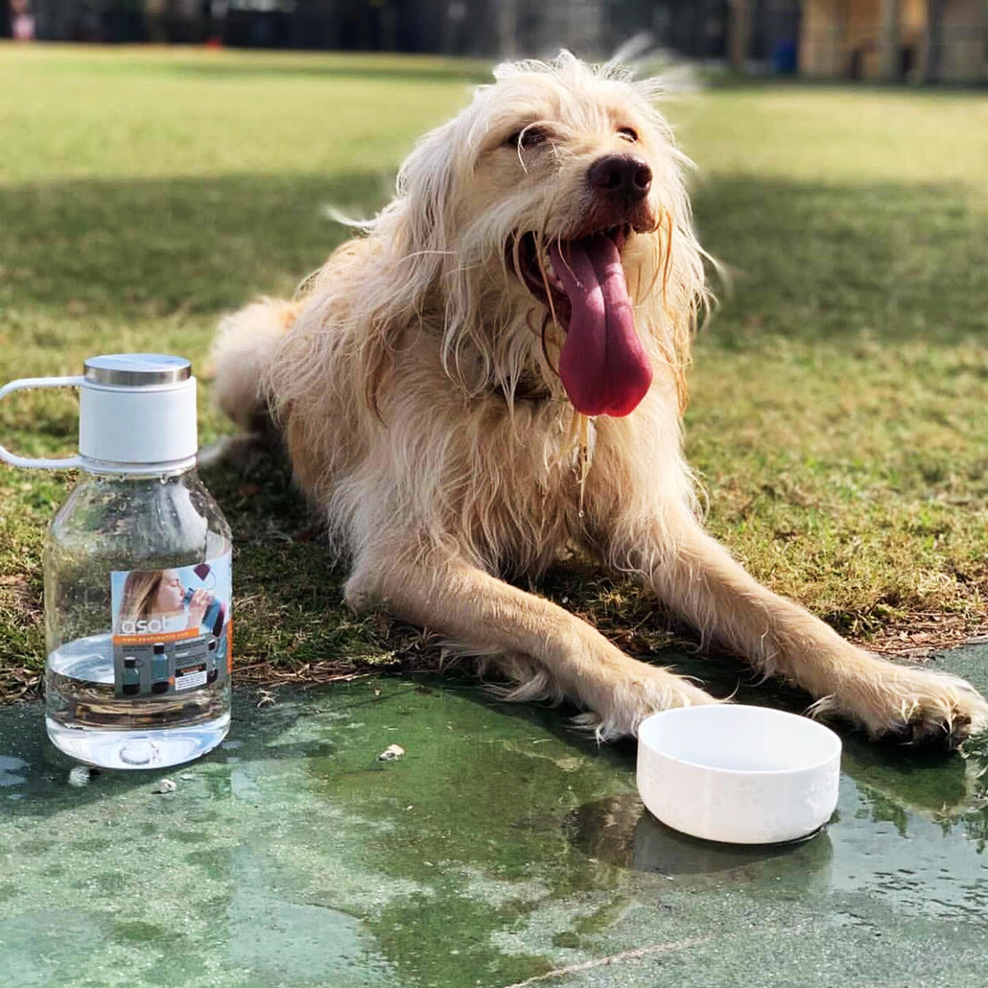 Asobu Tritan Water Bottle with Dog Bowl White 1.5 Litre | Decathlon