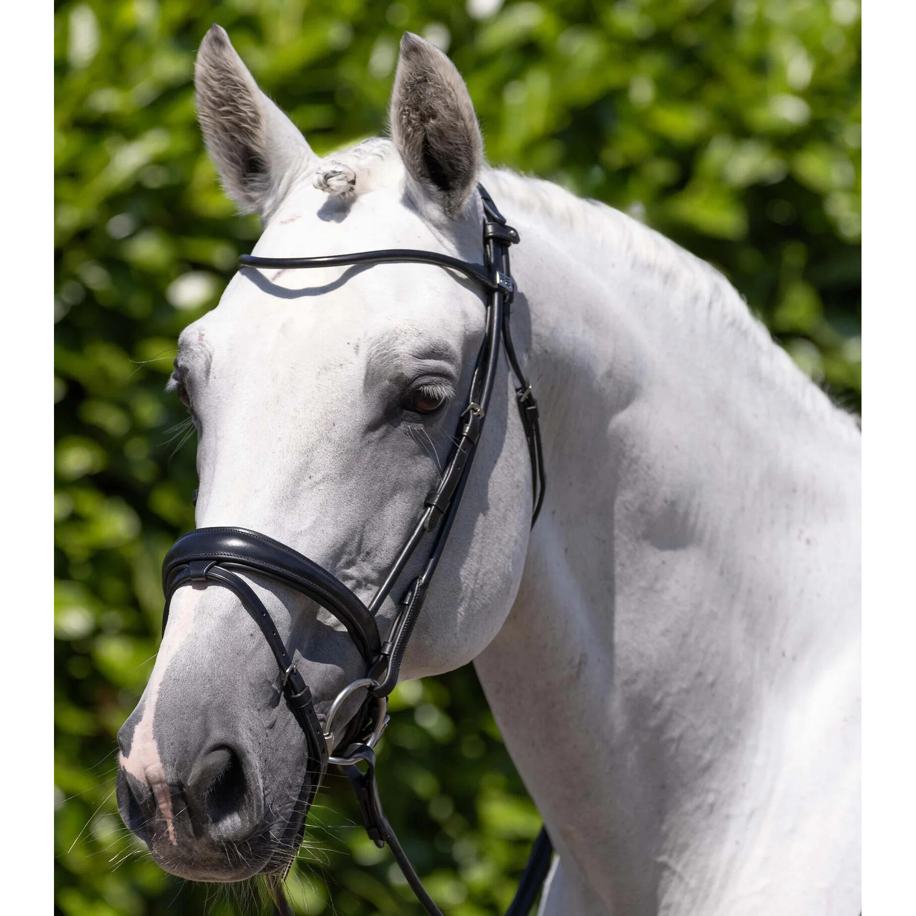 Paardentuig Premier Equine Finetti | Decathlon
