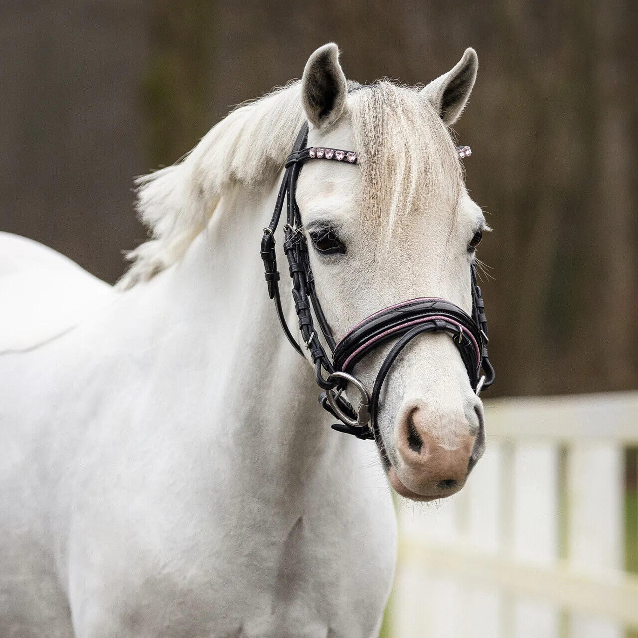 Bridles for horses QHP Bixie QHP | Decathlon