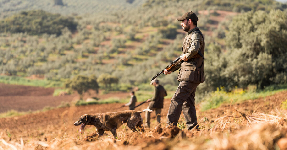 Ouverture de la chasse au petit gibier : nos conseils