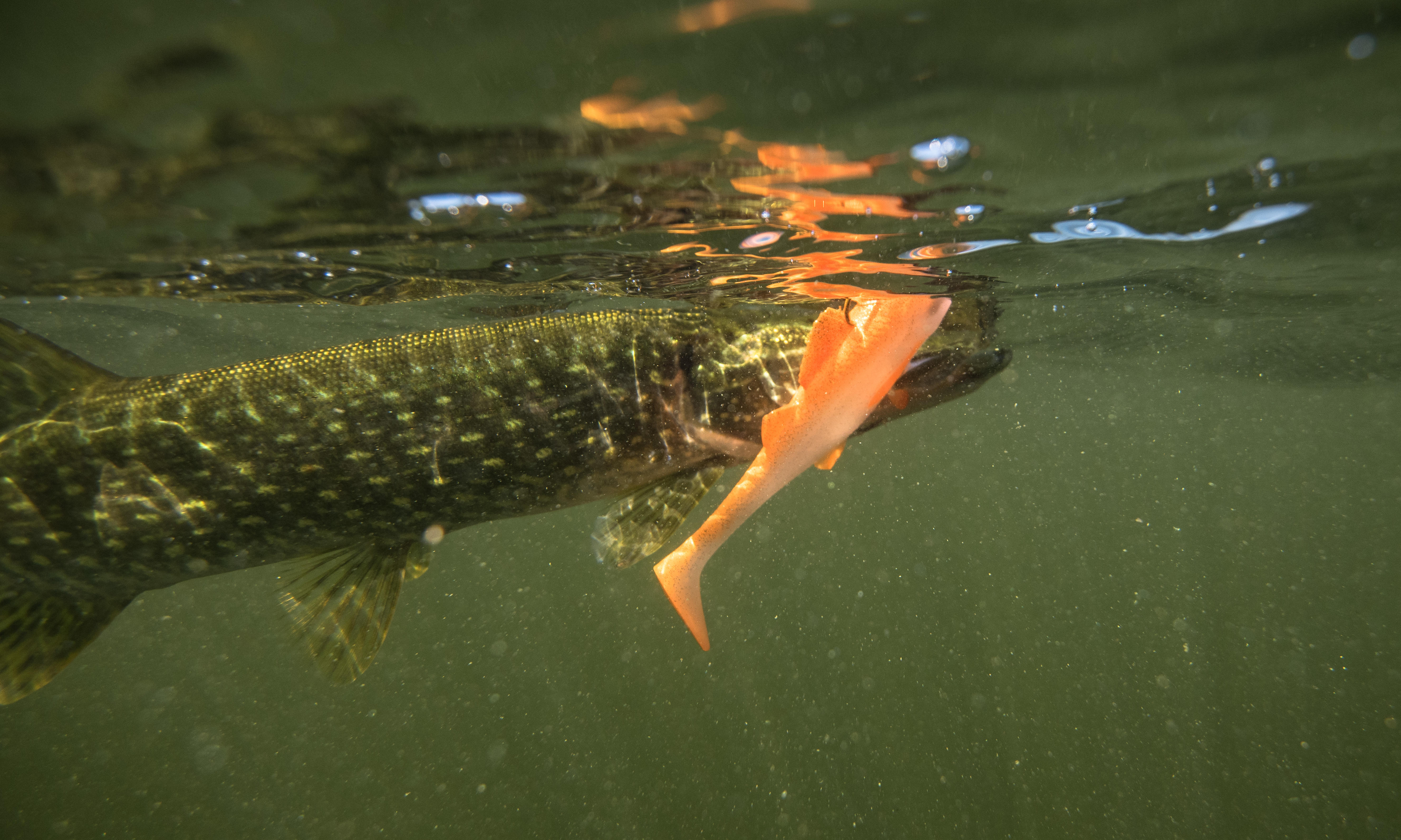 Comment bien choisir ses leurres