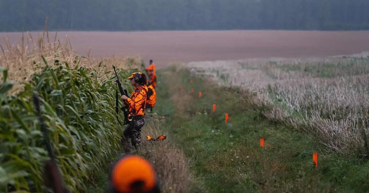 Driven hunt: hunting in complete safety