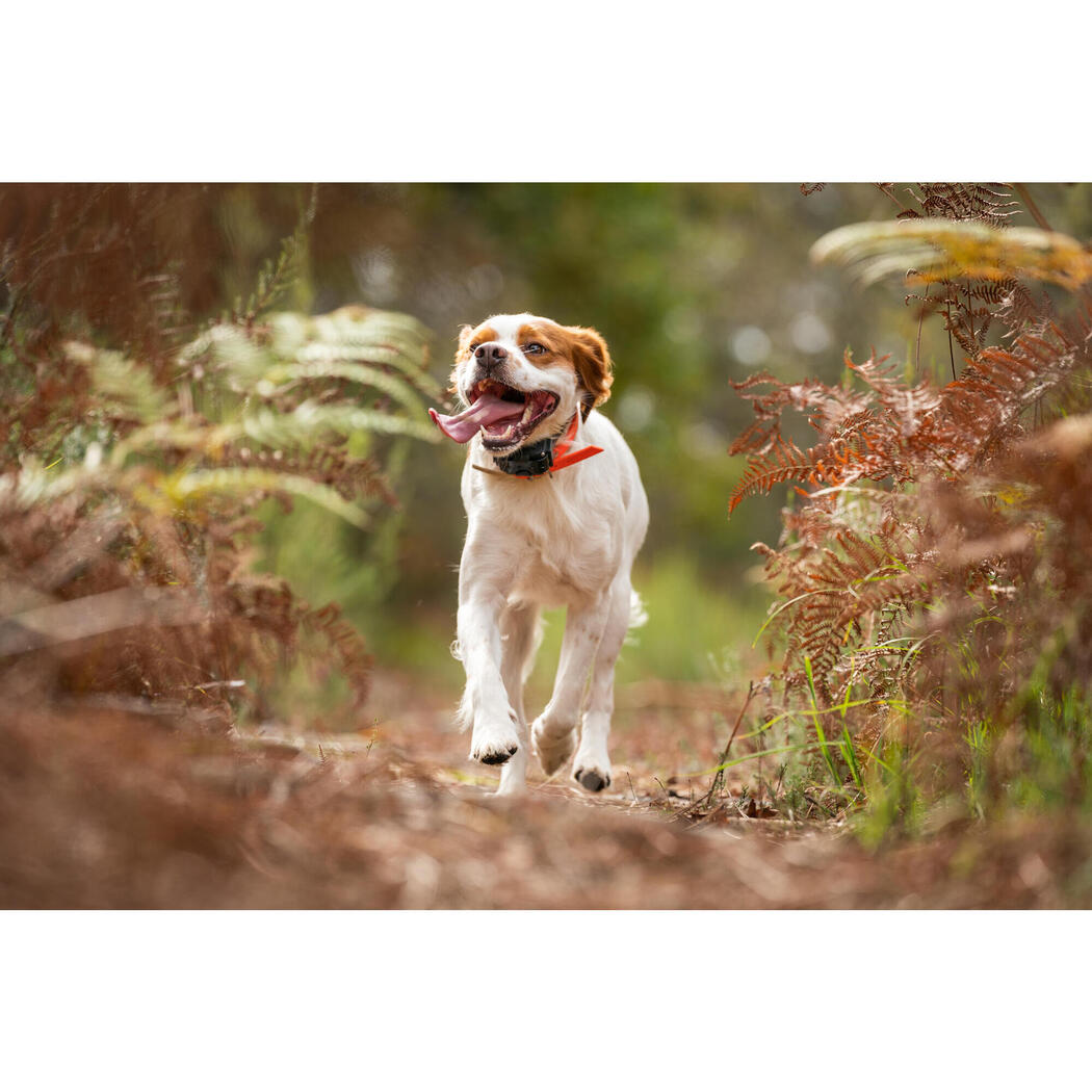 PACK COLLIER + TELECOMMANDE DE DRESSAGE POUR CHIEN NUM'AXES CANICOM 800 ...