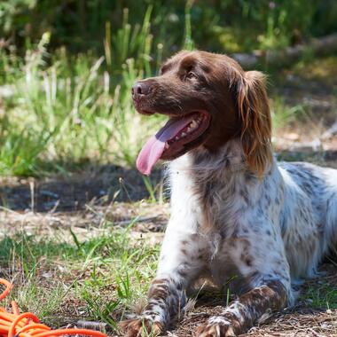 Hardlopen met je hond, een absolute aanrader