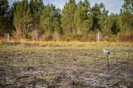 FLYING GAME BIRD DECOY 920 WITH FLAPPING WINGS - Decathlon
