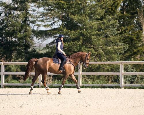 Pferd richtig satteln: So geht's!