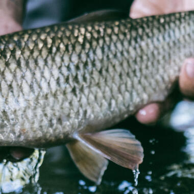 LES BASES DE LA PÊCHE DU CHEVESNE AU POISSON NAGEUR