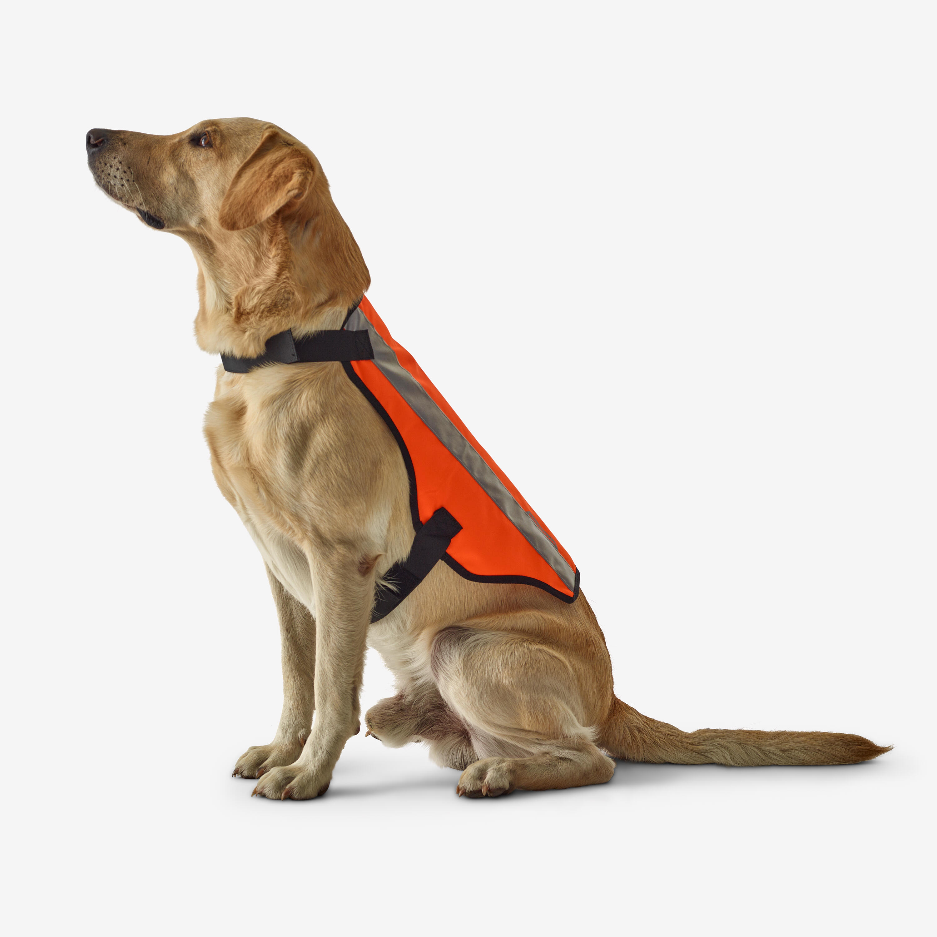 Gilet de chasse pour chien - 100 orange - Orange Fluo - Solognac ...
