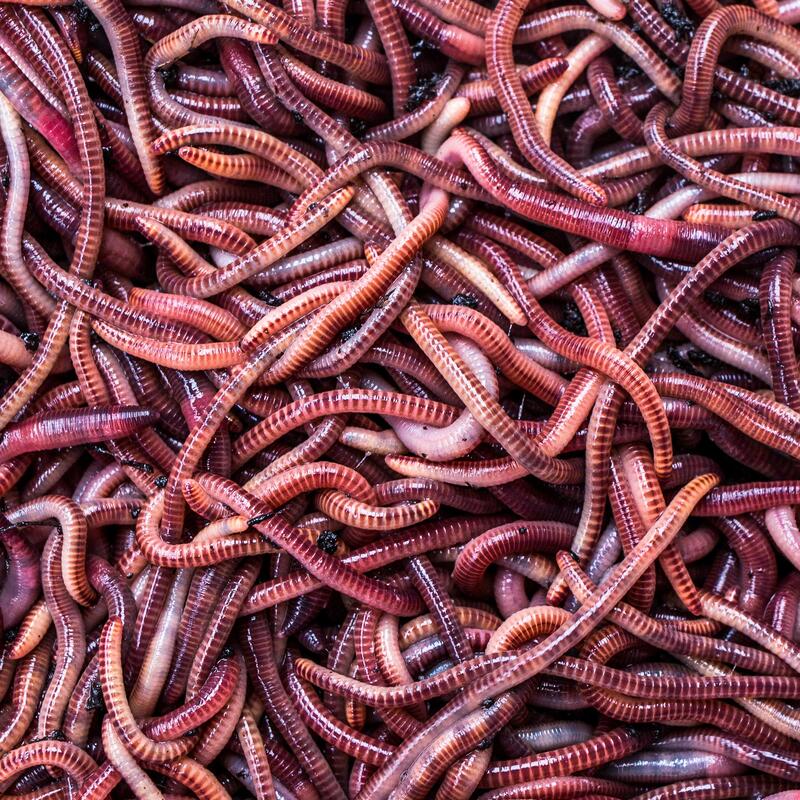 Lombriz Roja 1/4 Kgrs 125 Unidades Cebos Ramiro | Decathlon