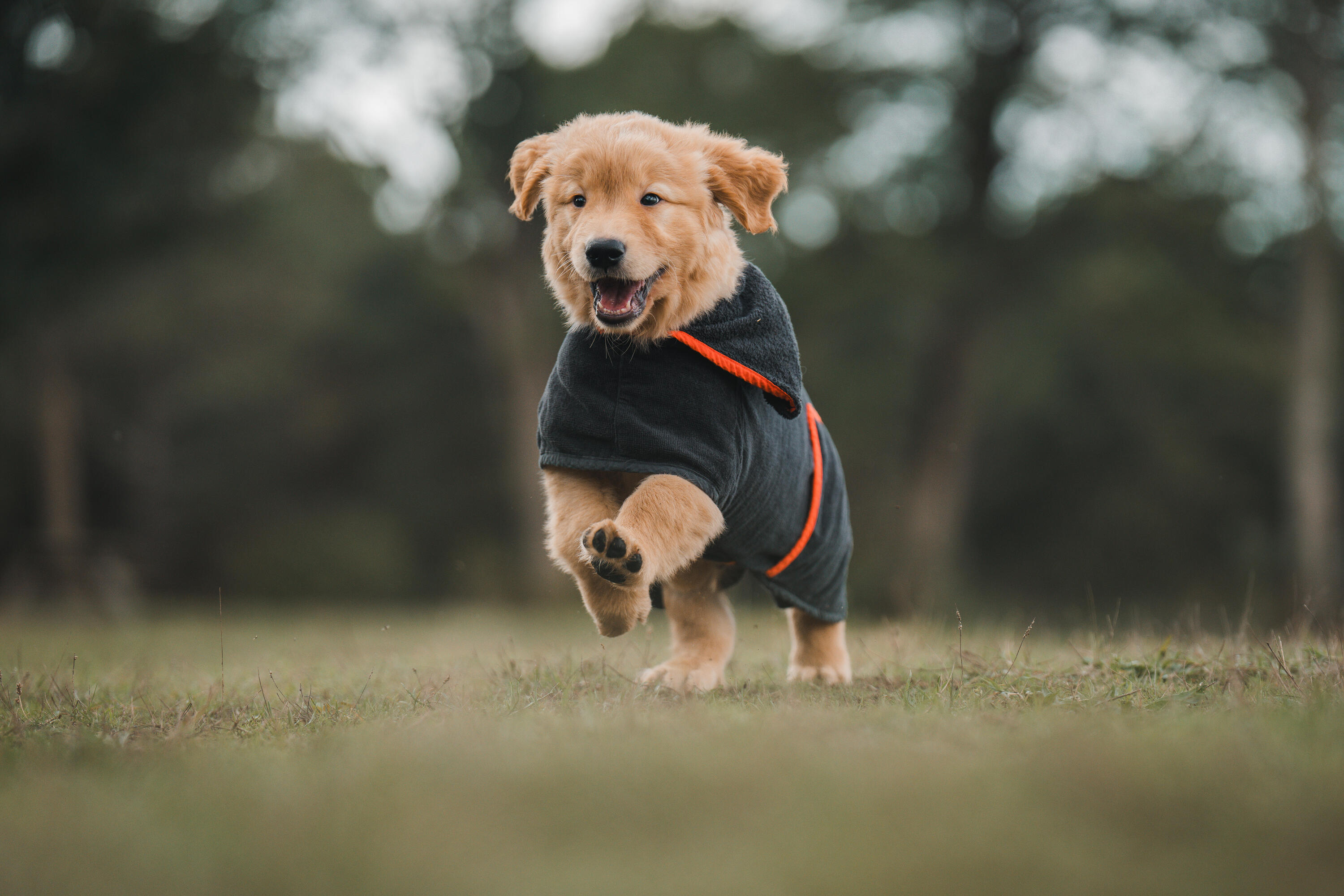 Second Life - DOG TOWEL ROBE - EXCELLENT | Decathlon