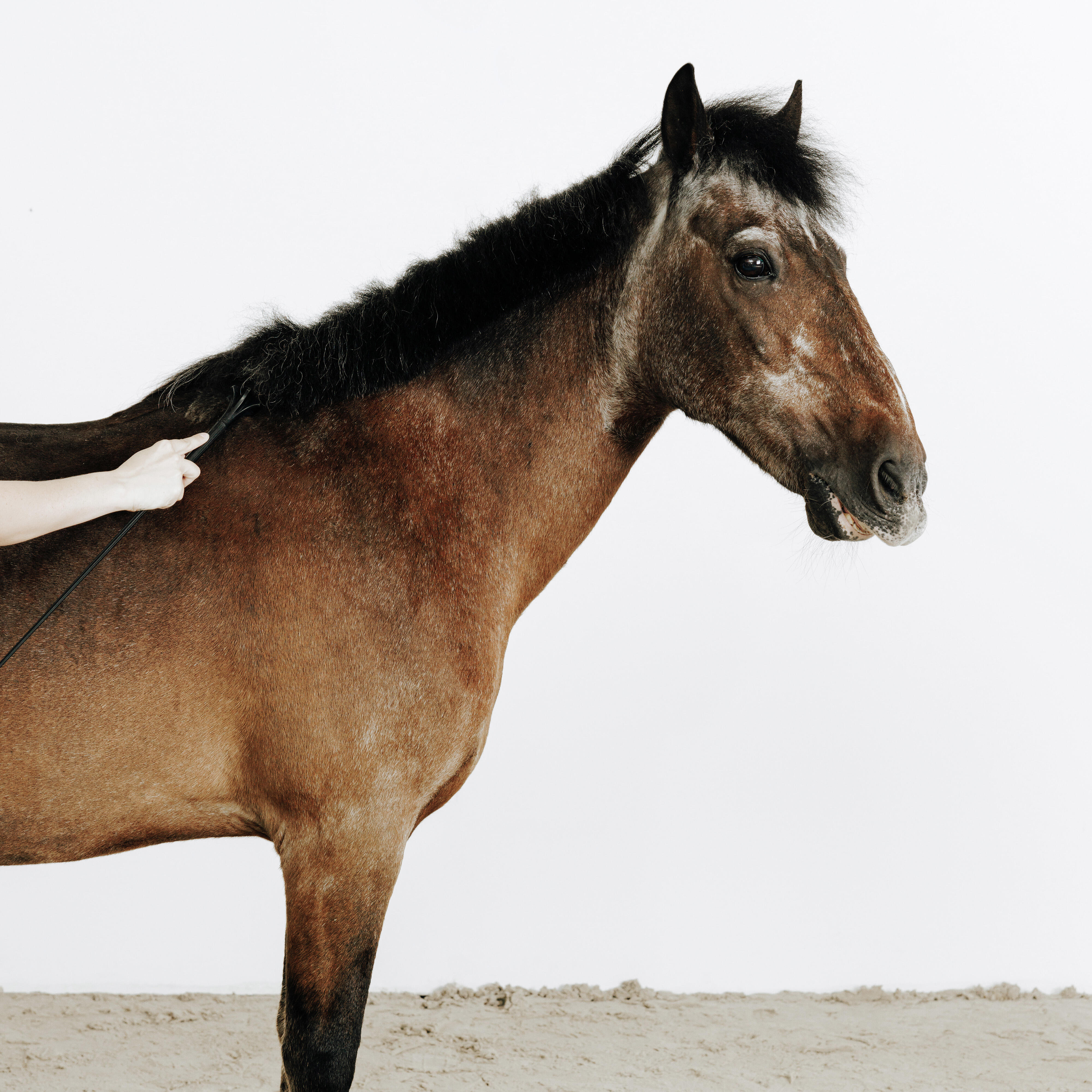 Jazdecký pozitívny bičík 110 cm čierny - Decathlon