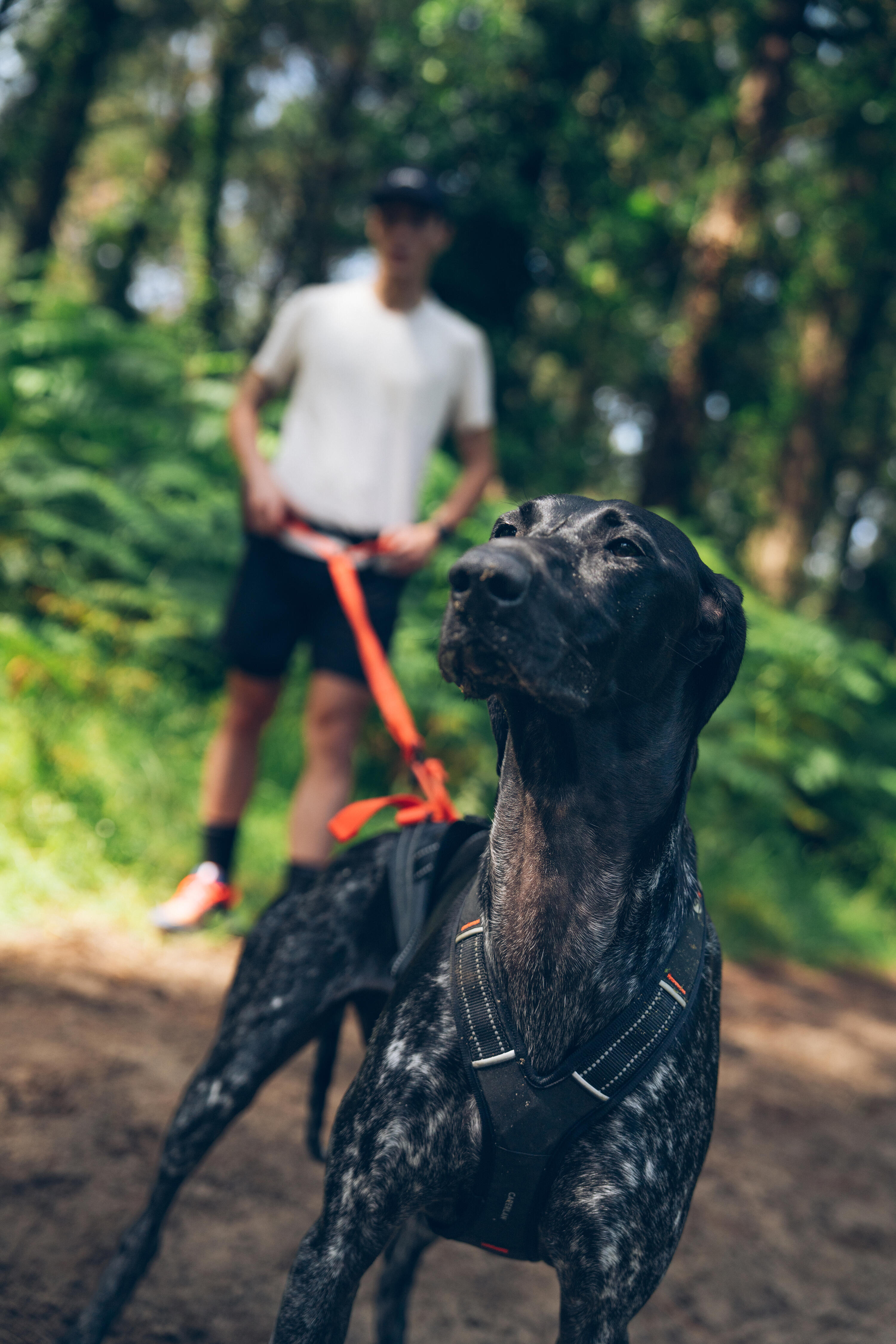 X-BACK PULL HARNESS FOR DOGS | Decathlon