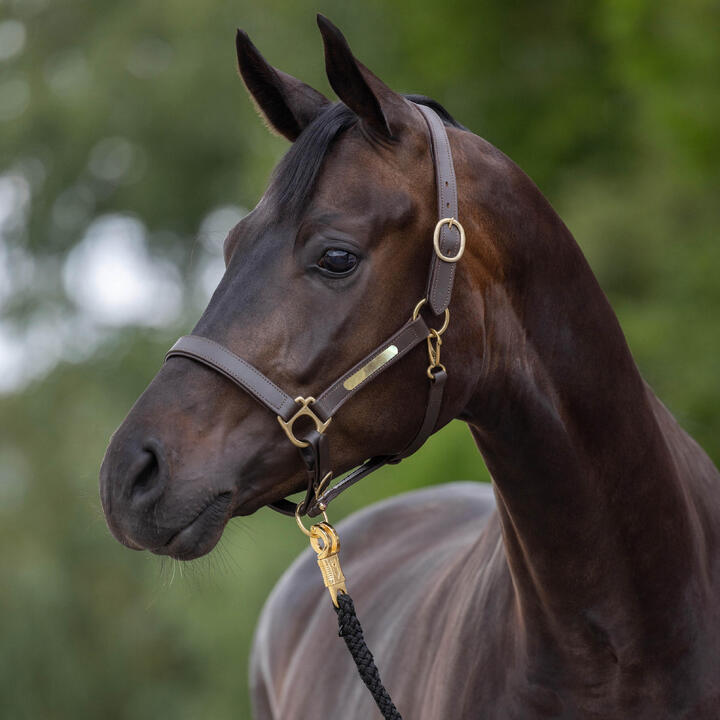 Licol Cuir à plaque cheval et poney KERBL | Decathlon