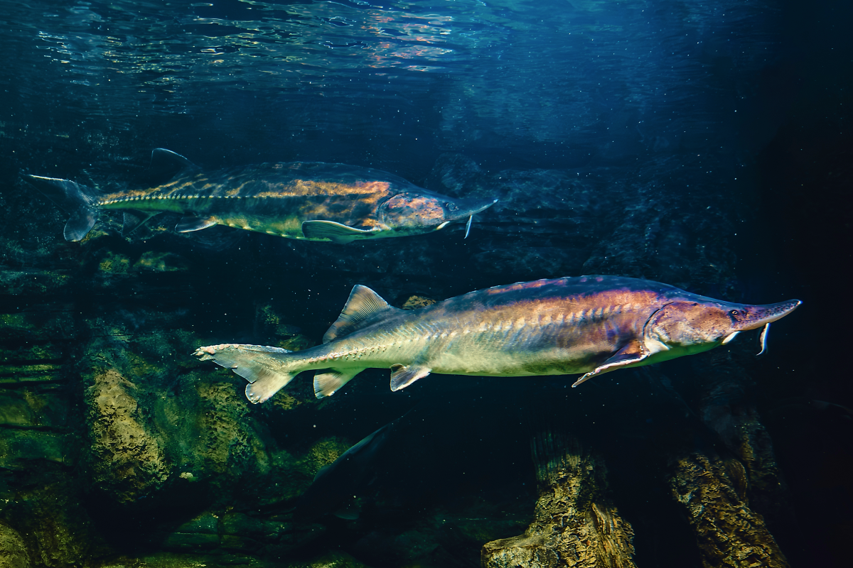 Na co bierze jesiotr? Najlepsze przynęty, aby złowić jesiotra