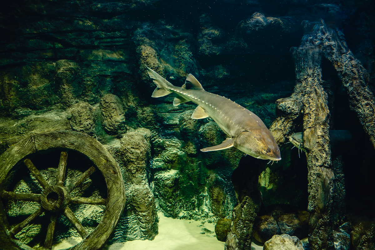 Na co bierze jesiotr? Najlepsze przynęty, aby złowić jesiotra