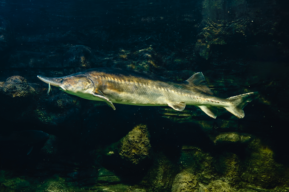 Na co bierze jesiotr? Najlepsze przynęty, aby złowić jesiotra