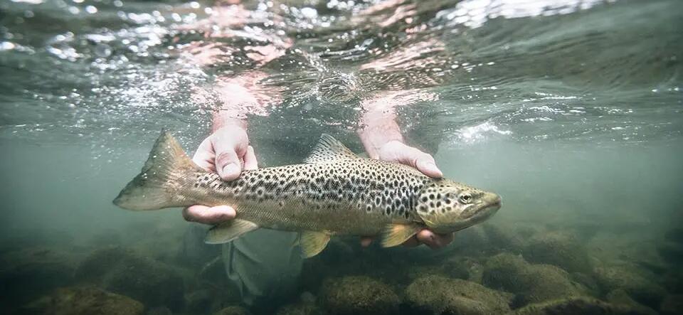 COMMENT MANIPULER LES POISSONS