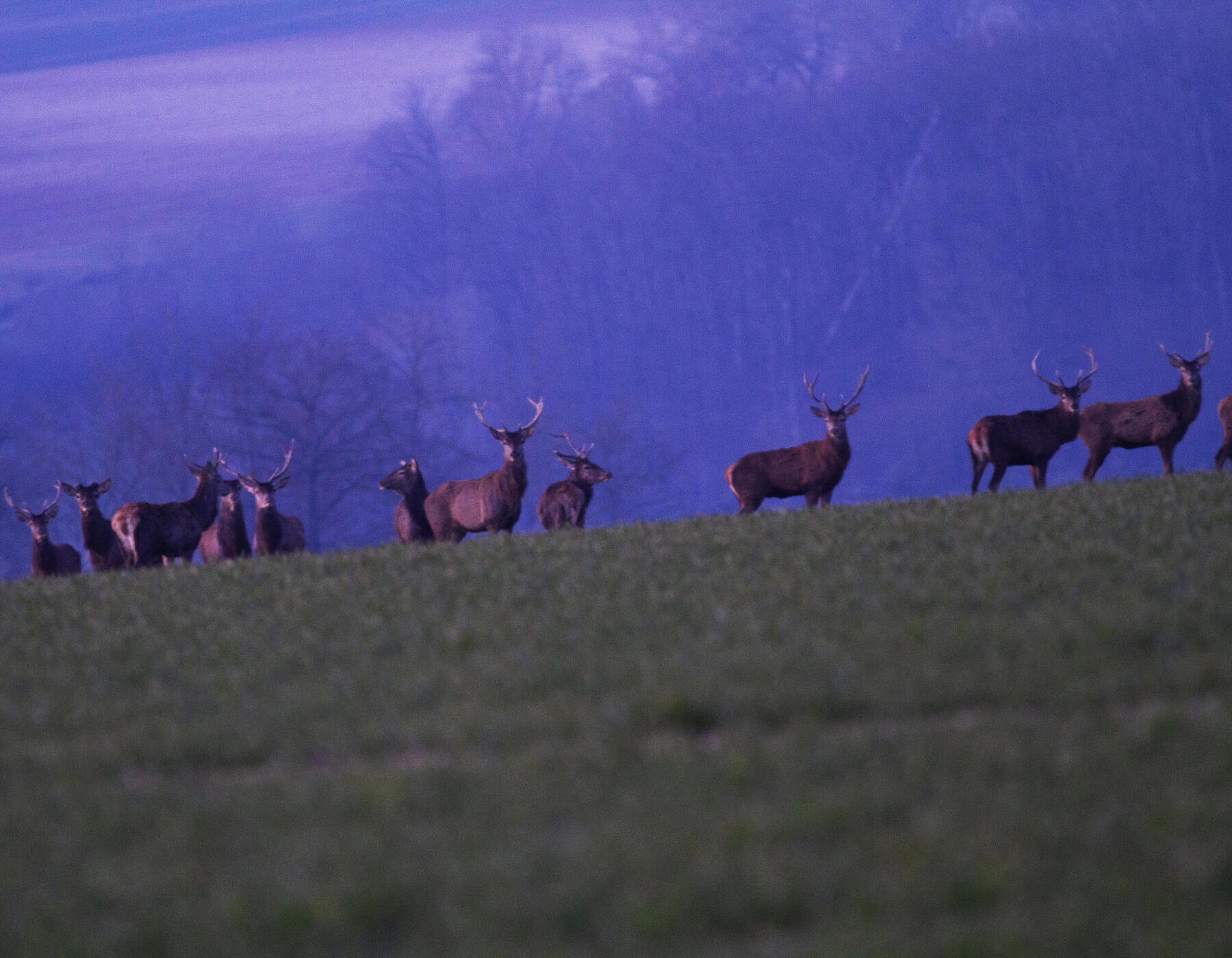 J'ai photographié une harde de cerfs.