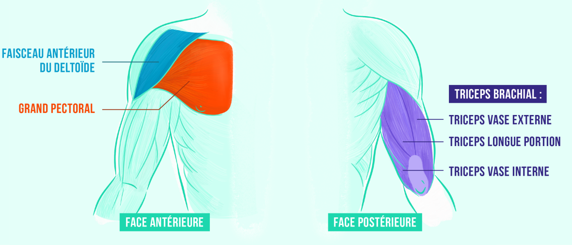 Tout savoir sur les dips pour un dos et des bras forts