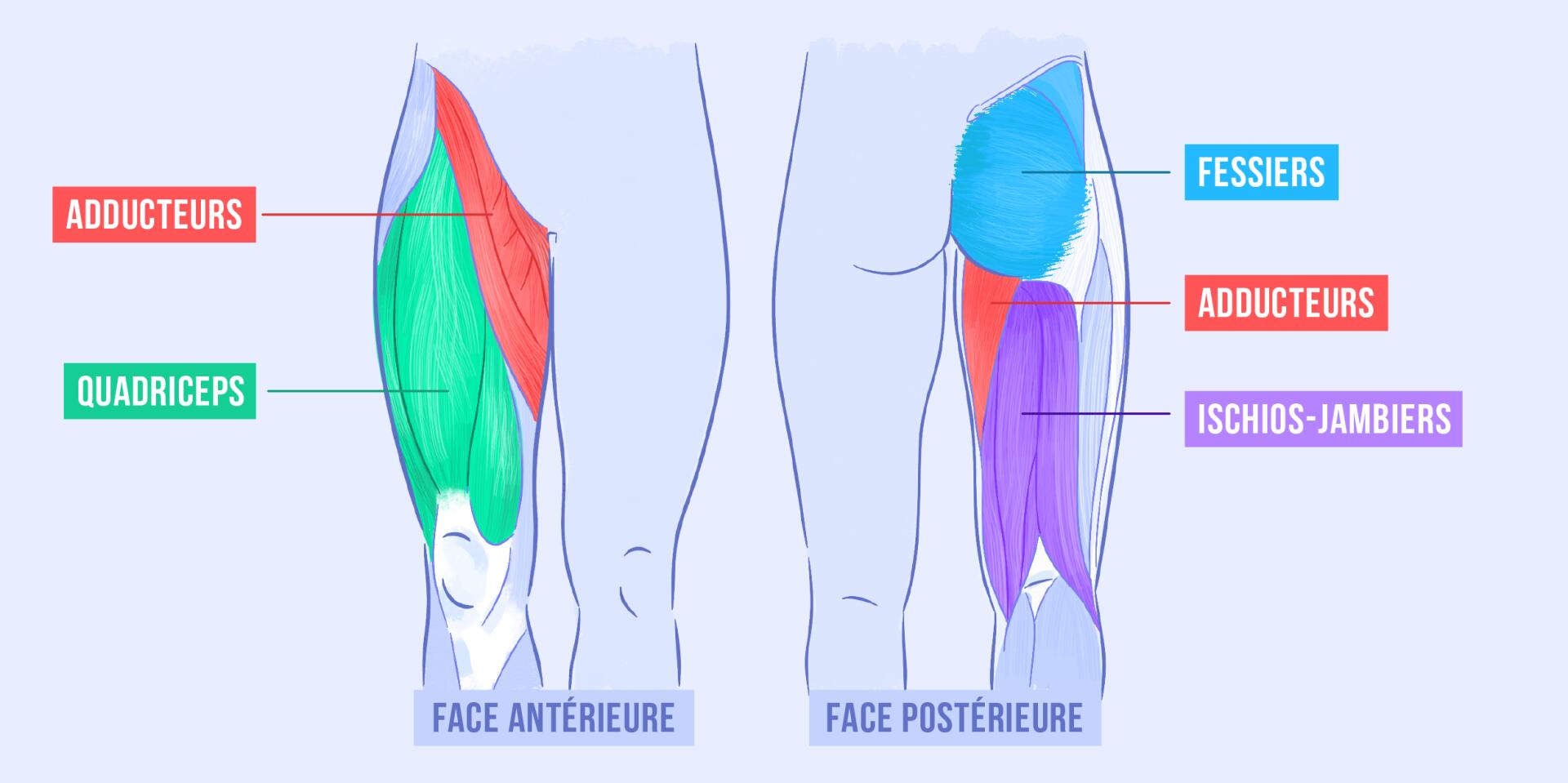 Squats : quels muscles sont sollicités Squats : quels muscles sont sollicités