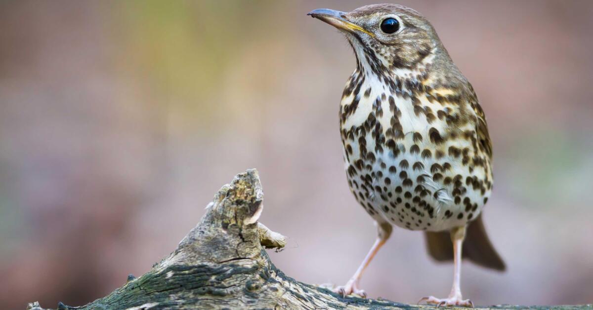 Tout ce que vous devez savoir sur la grive