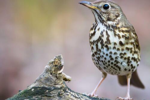 5 CONSEILS POUR PRÉPARER L'ARRIVÉE DES GRIVES